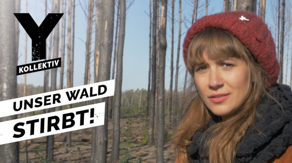 Waldsterben – Wie schlimm es wirklich ist und was wir tun können